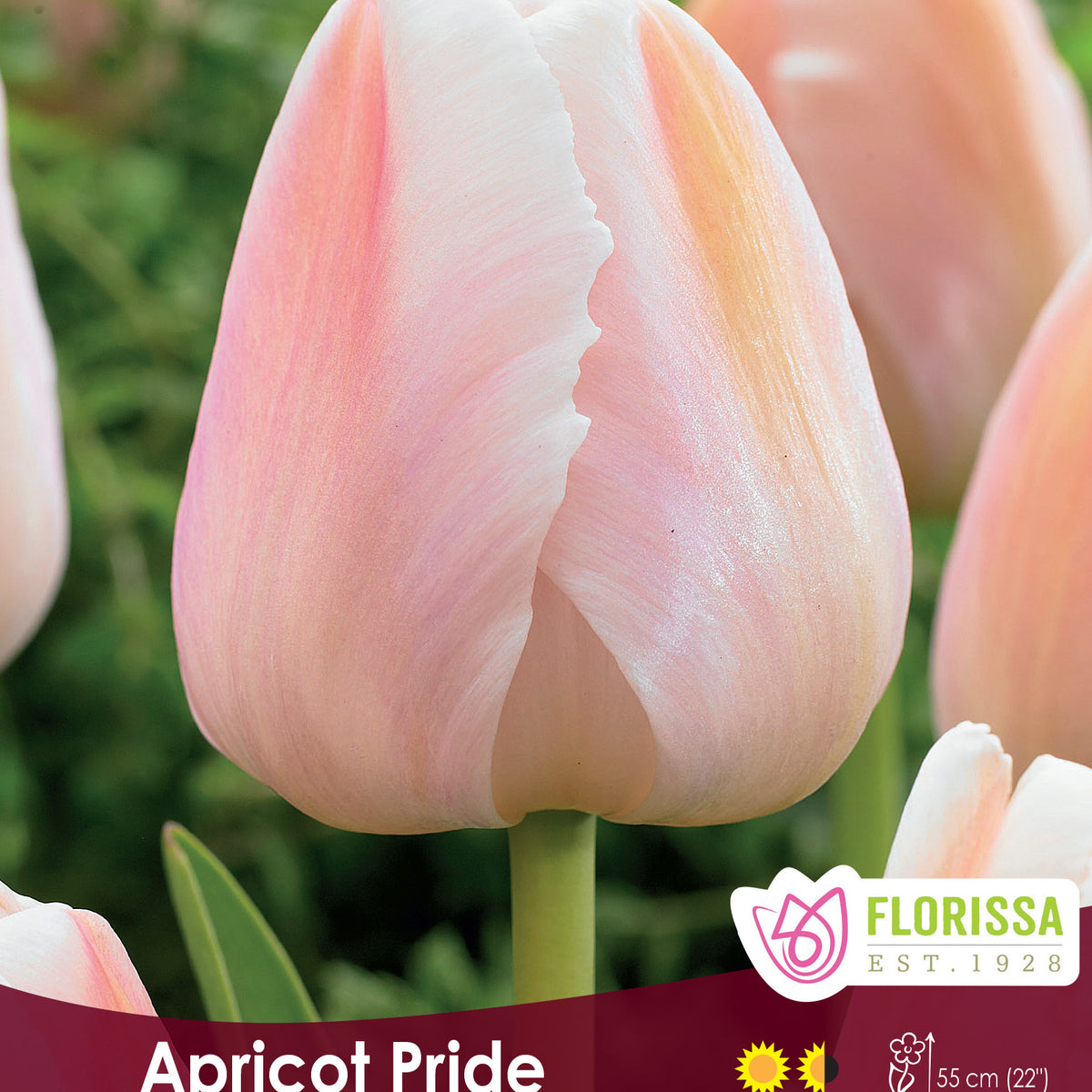 Tulip Darwin Hybrid - Apricot Pride Bulk – Van Noort Bulb Co. Ltd.