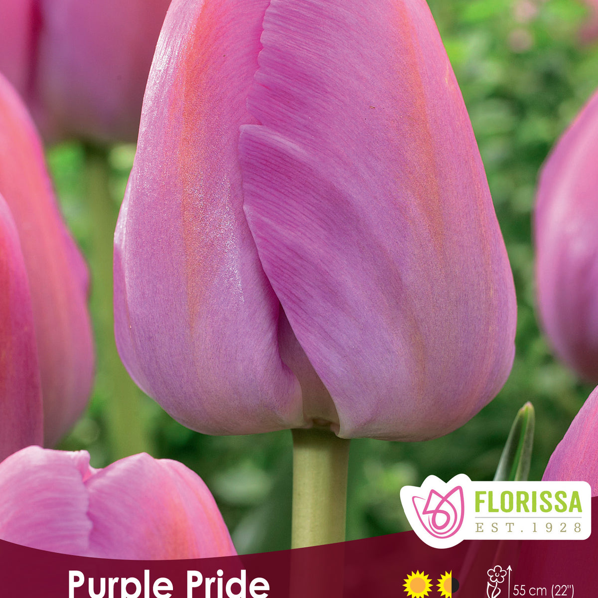 Tulip Darwin Hybrid - Purple Pride Bulk – Van Noort Bulb Co. Ltd.