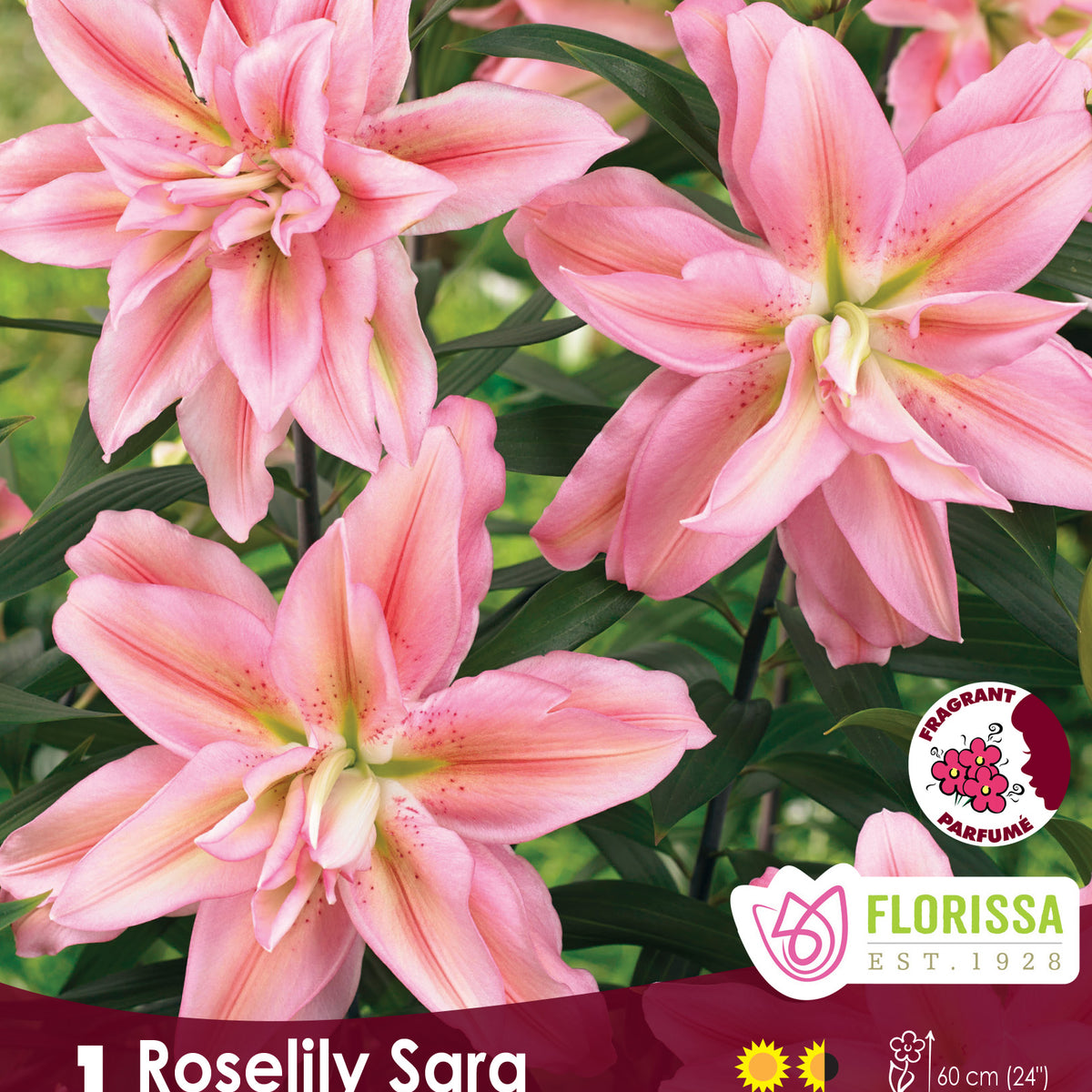 Lily Double Oriental - Roselily Sara Retail – Van Noort Bulb Co. Ltd.