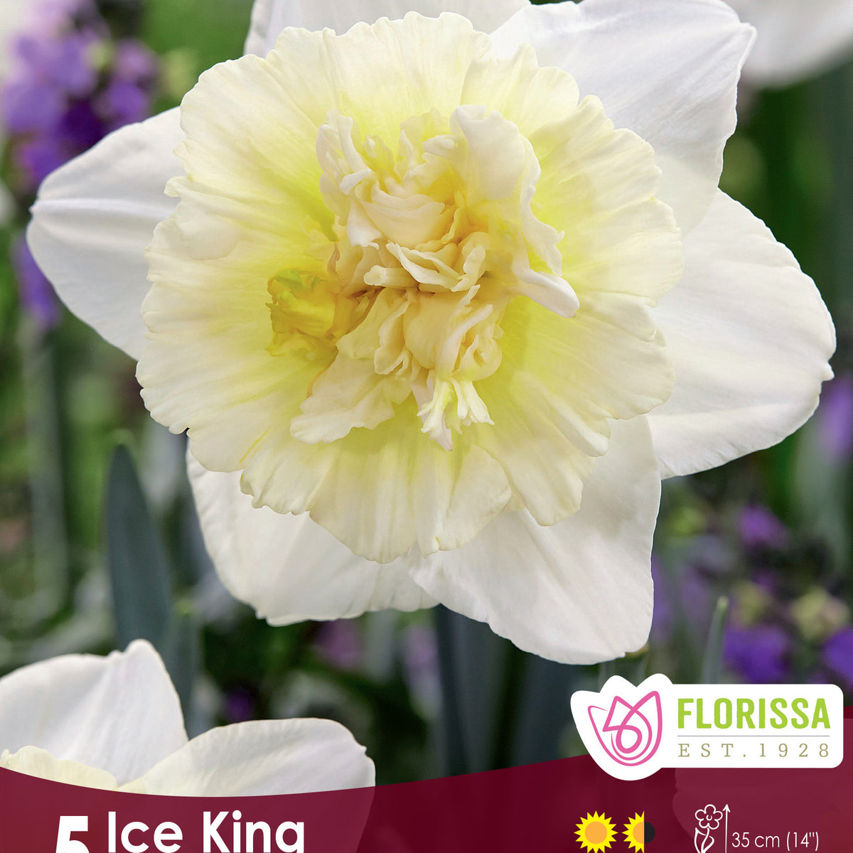 Narcissus Double - Ice King Bulk – Van Noort Bulb Co. Ltd.
