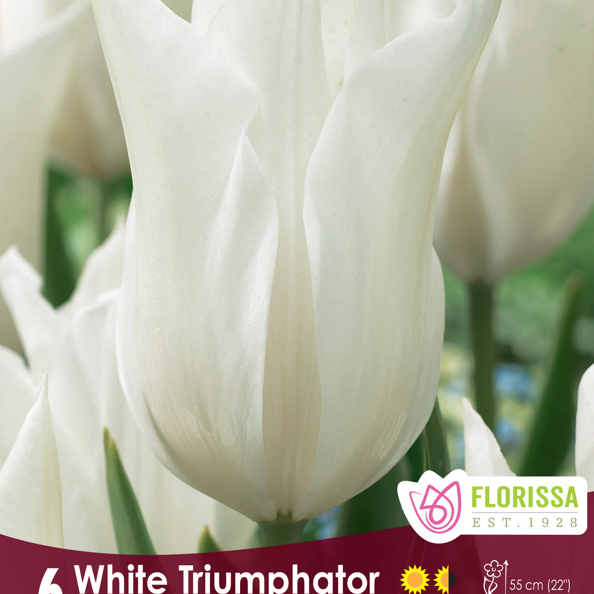 Tulip Lily Flowering - White Triumphator Retail – Van Noort Bulb Co. Ltd.