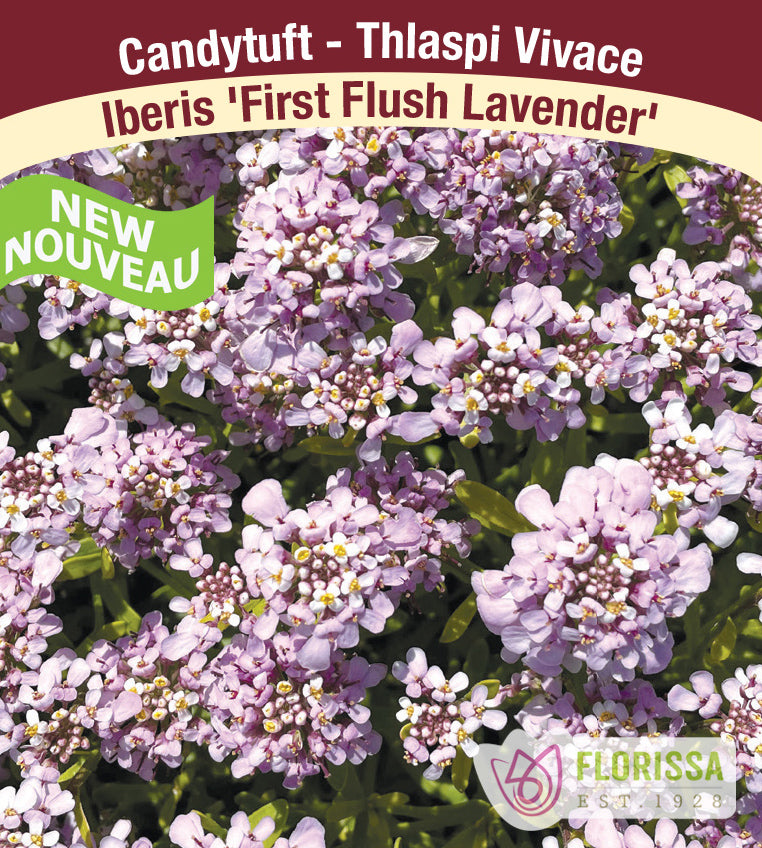 Iberis - First Flush Lavender – Van Noort Bulb Co. Ltd.