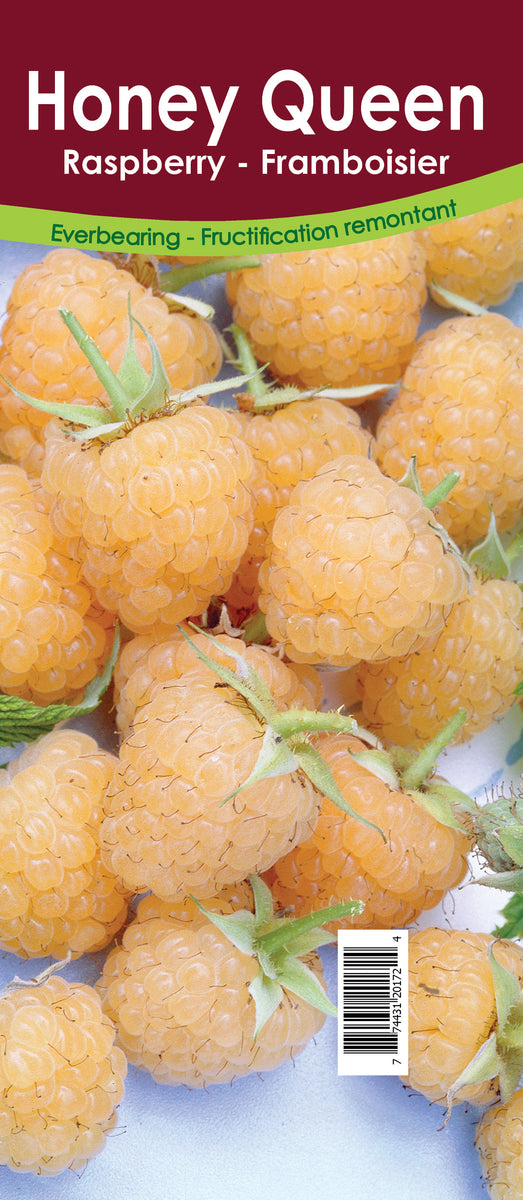 Raspberry Everbearing - Honey Queen Retail Pot – Van Noort Bulb Co. Ltd.