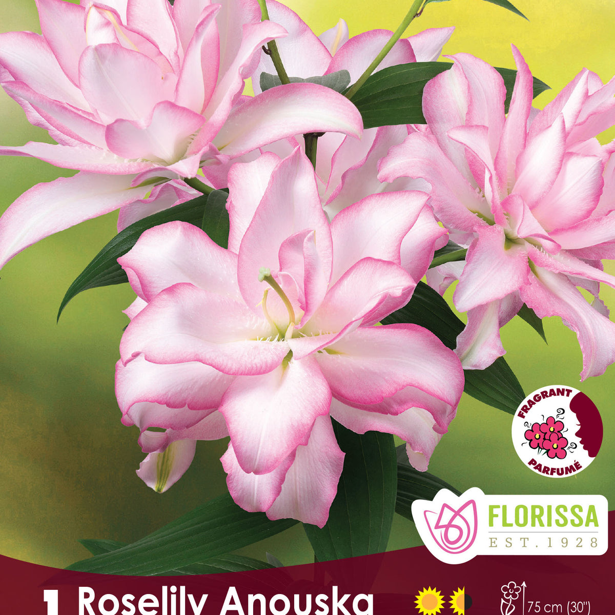 Lily Double Oriental - Roselily Anouska Retail – Van Noort Bulb Co. Ltd.