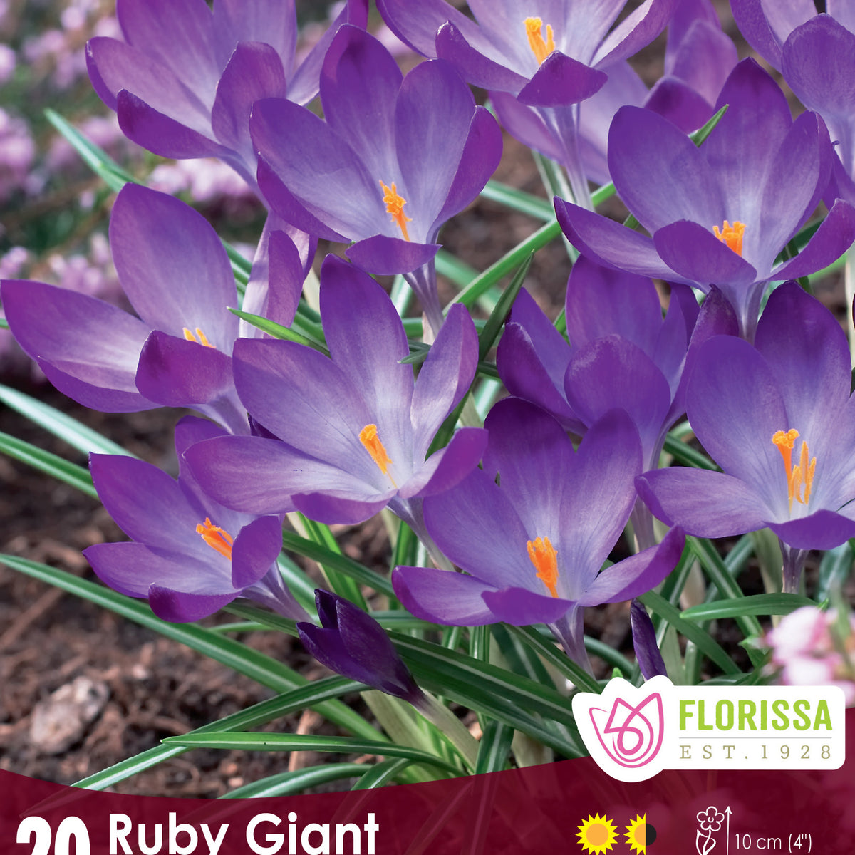 Crocus Snow (Botanical) - Ruby Giant Retail – Van Noort Bulb Co. Ltd.