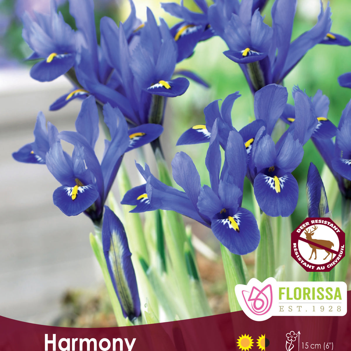 Iris Dwarf - Harmony Bulk – Van Noort Bulb Co. Ltd.