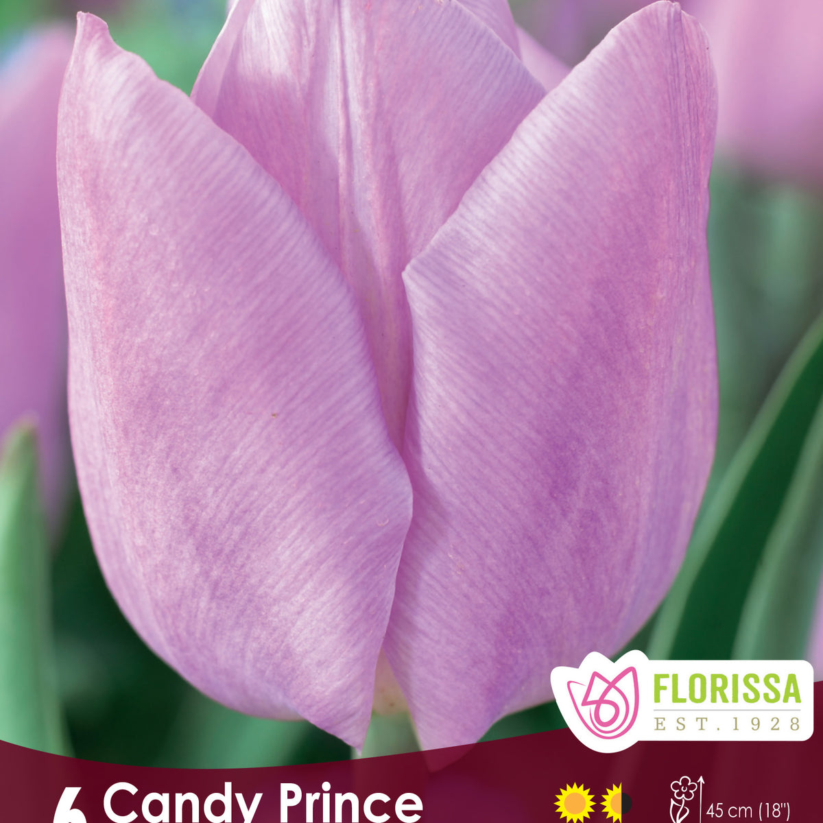 Tulip Single Early - Candy Prince Retail – Van Noort Bulb Co. Ltd.