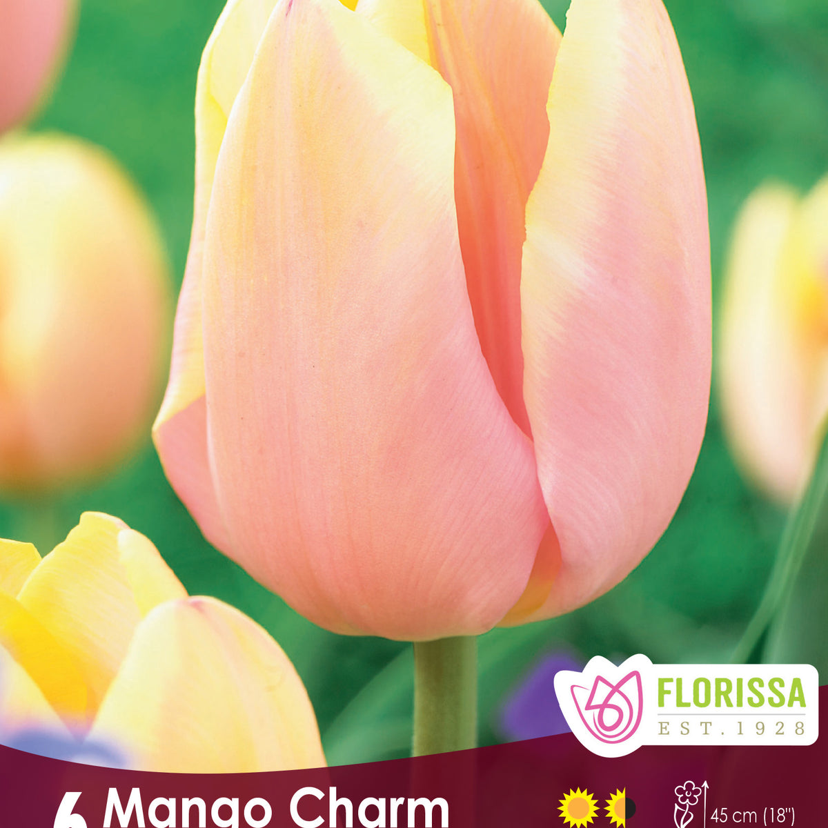 Tulip Triumph - Mango Charm Retail – Van Noort Bulb Co. Ltd.