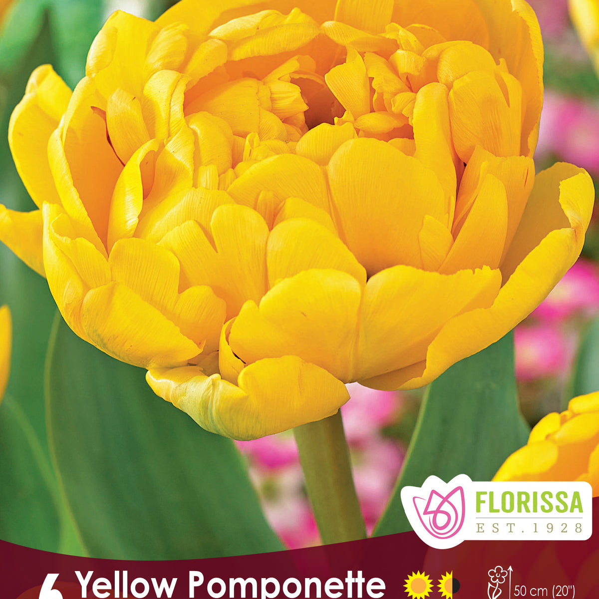 Tulip Double Late - Yellow Pomponette Retail – Van Noort Bulb Co. Ltd.