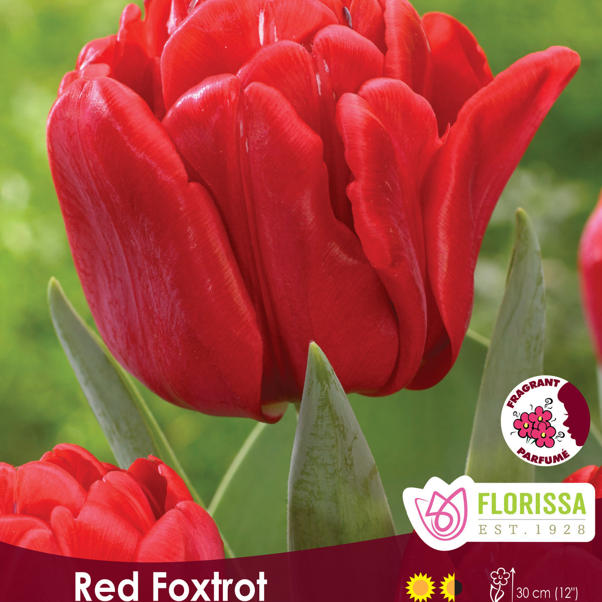 Tulip Double Early - Red Foxtrot Bulk – Van Noort Bulb Co. Ltd.