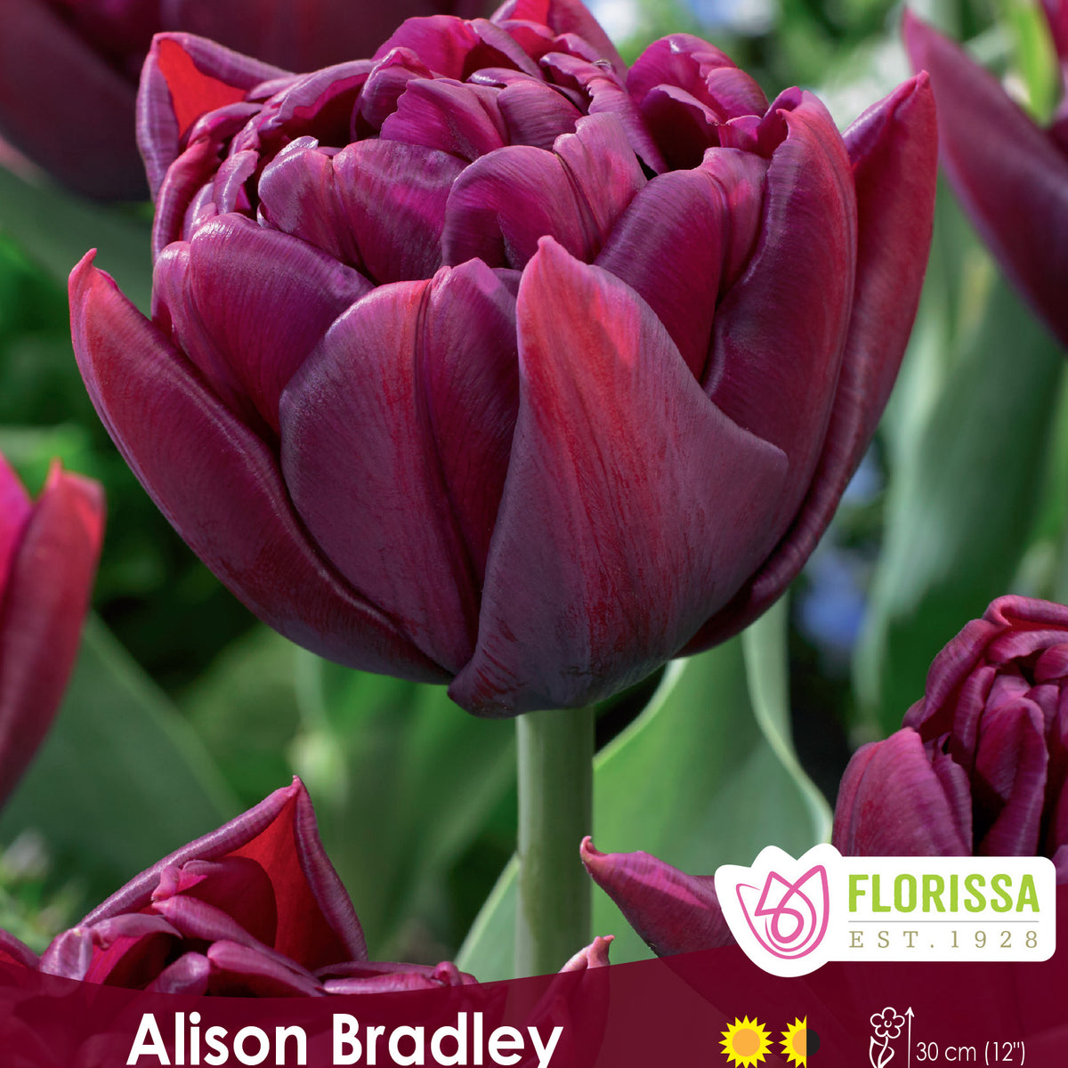 Tulip Double Early - Alison Bradley Bulk – Van Noort Bulb Co. Ltd.