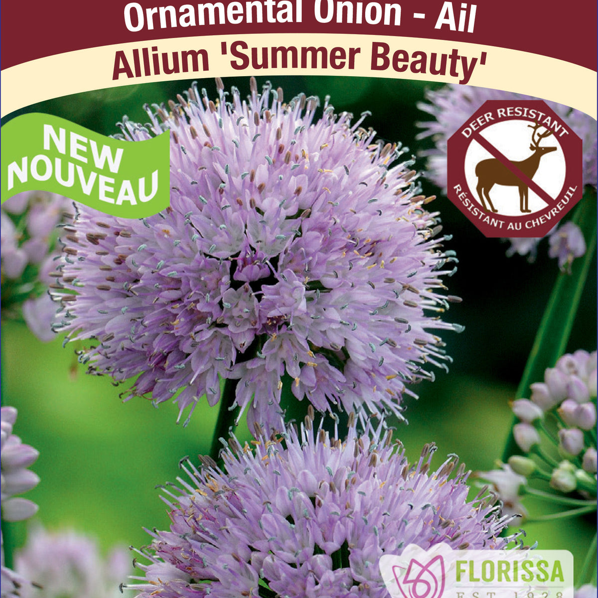 Allium - Summer Beauty – Van Noort Bulb Co. Ltd.