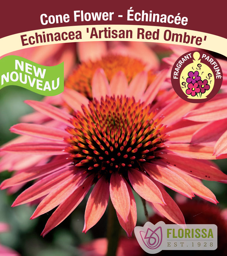 red ombre echinacea