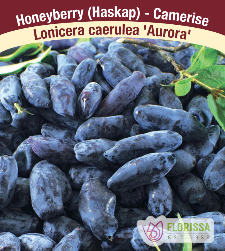 Spring Bulk - Haskap