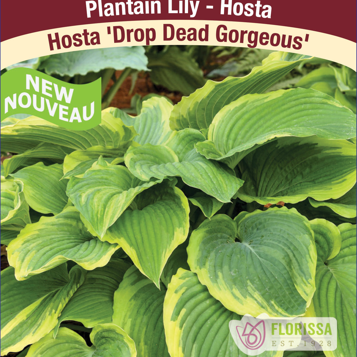 Hosta - Drop Dead Gorgeous – Van Noort Bulb Co. Ltd.
