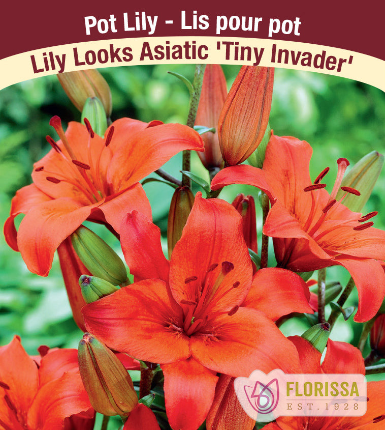 Lilium Asiatic Pot - Tiny Invader – Van Noort Bulb Co. Ltd.