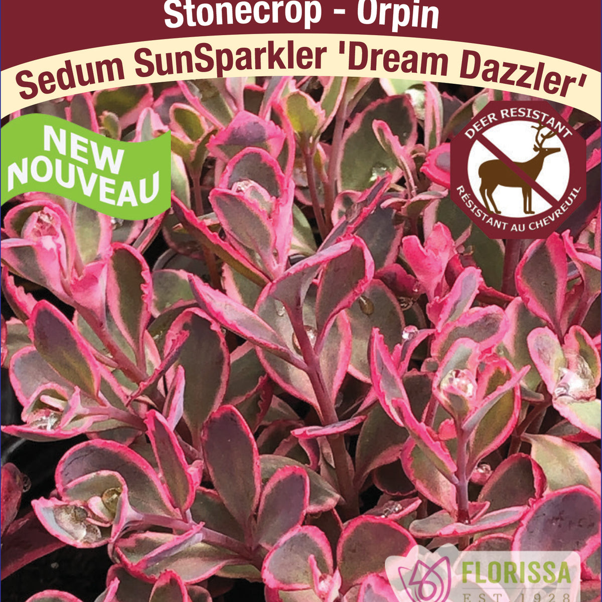Sedum - SunSparkler Dream Dazzler – Van Noort Bulb Co. Ltd.