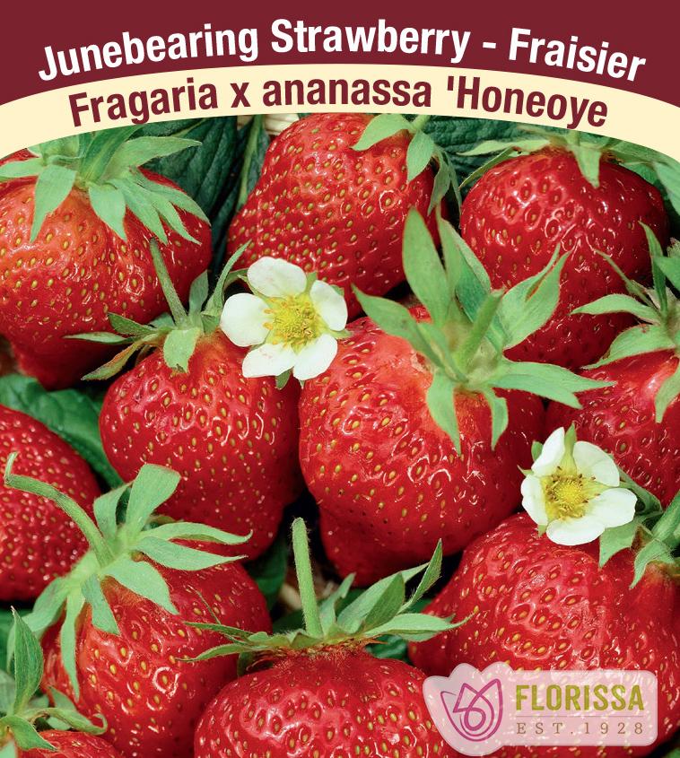 Strawberry Junebearing - Honeoye Retail – Van Noort Bulb Co. Ltd.