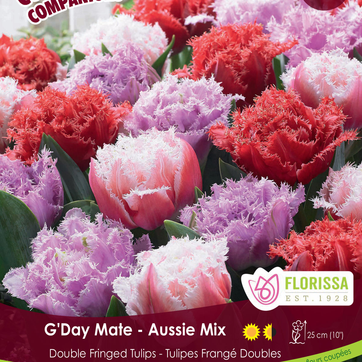 Fall Colourful Companions - G'Day Mate Bulk – Van Noort Bulb Co. Ltd.