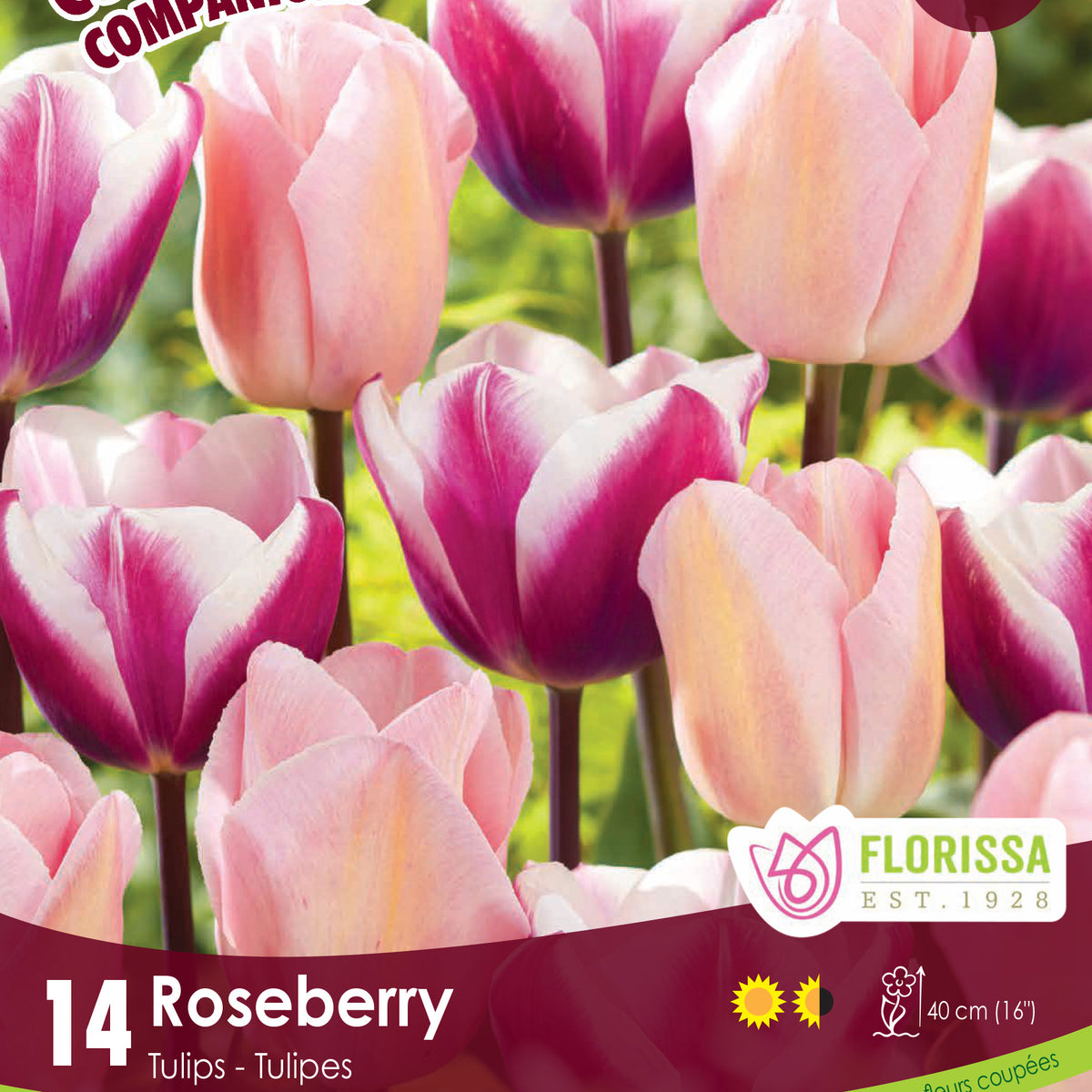 Fall Colourful Companions - Roseberry Retail – Van Noort Bulb Co. Ltd.