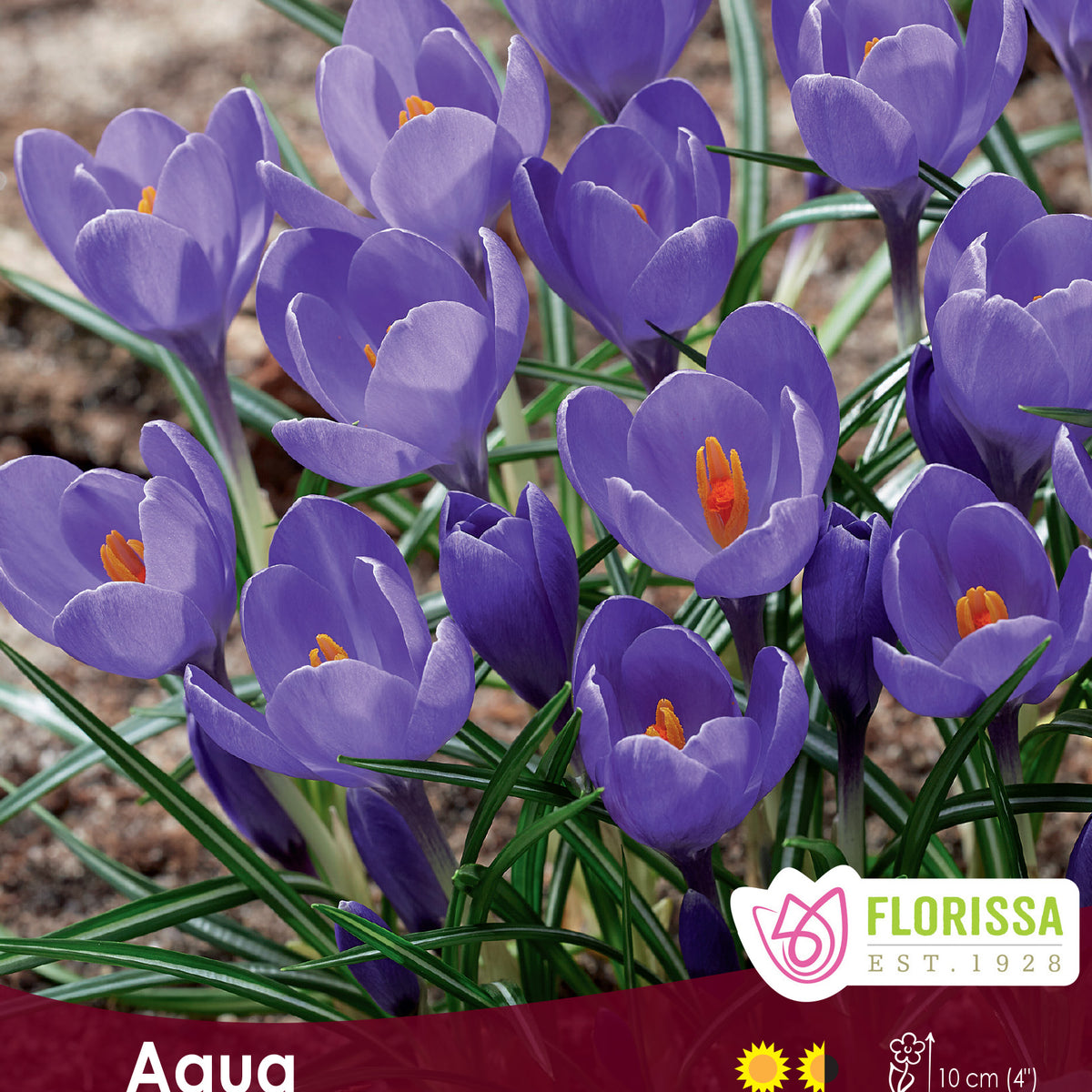 Crocus Large Flowering - Aqua Bulk – Van Noort Bulb Co. Ltd.