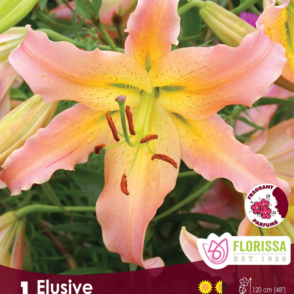 Lily O/T Hybrid - Elusive Retail – Van Noort Bulb Co. Ltd.