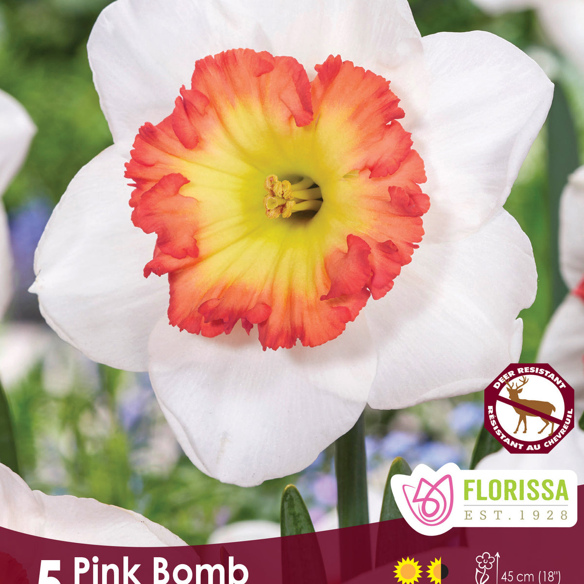 Narcissus Cupped - Pink Bomb Retail – Van Noort Bulb Co. Ltd.