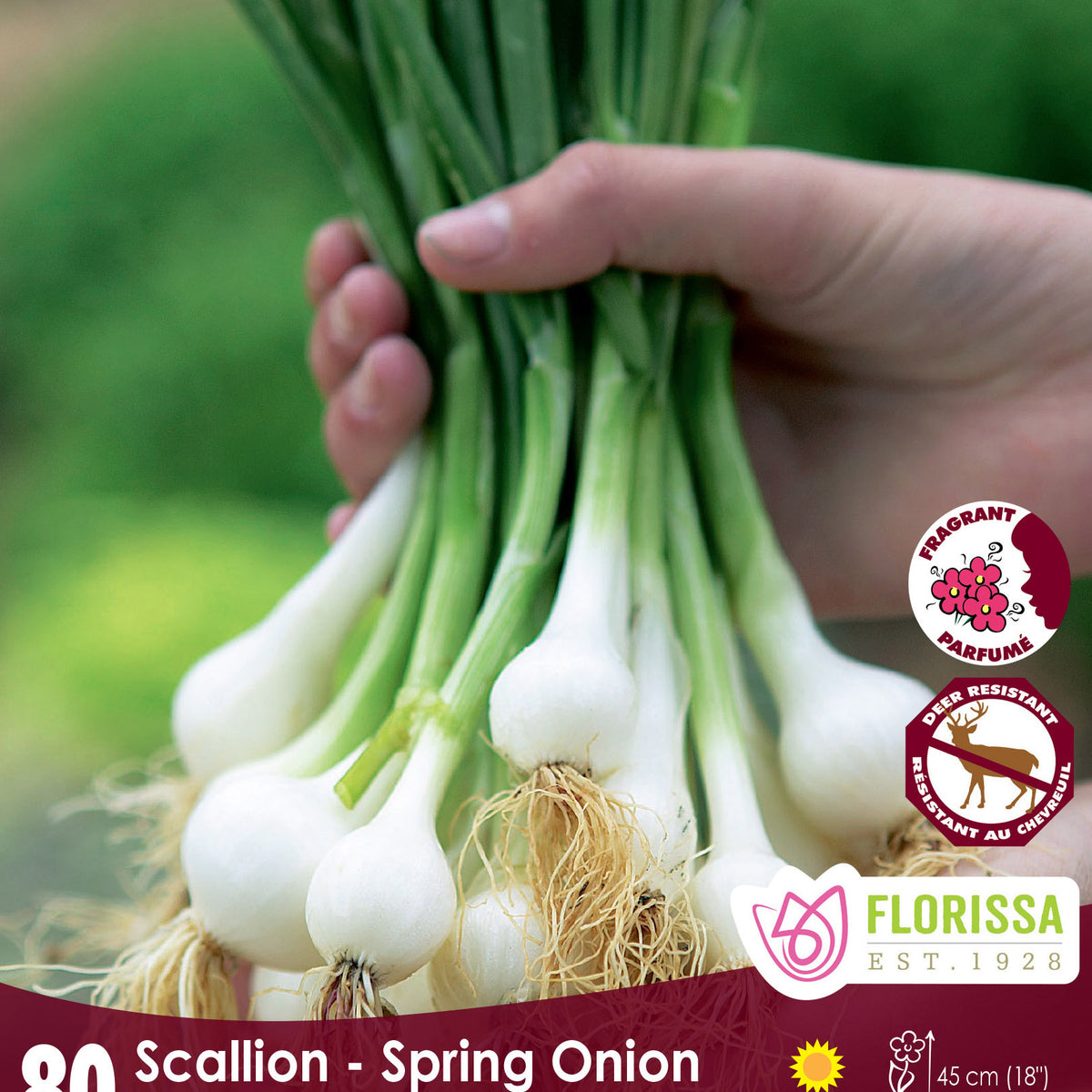 Onion Sets - Scallions Spring Onion Retail Pkg – Van Noort Bulb Co. Ltd.