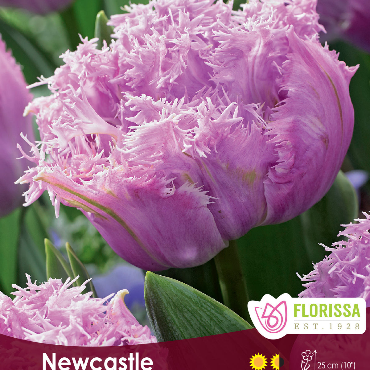 Tulip Double Fringed - Newcastle Bulk – Van Noort Bulb Co. Ltd.