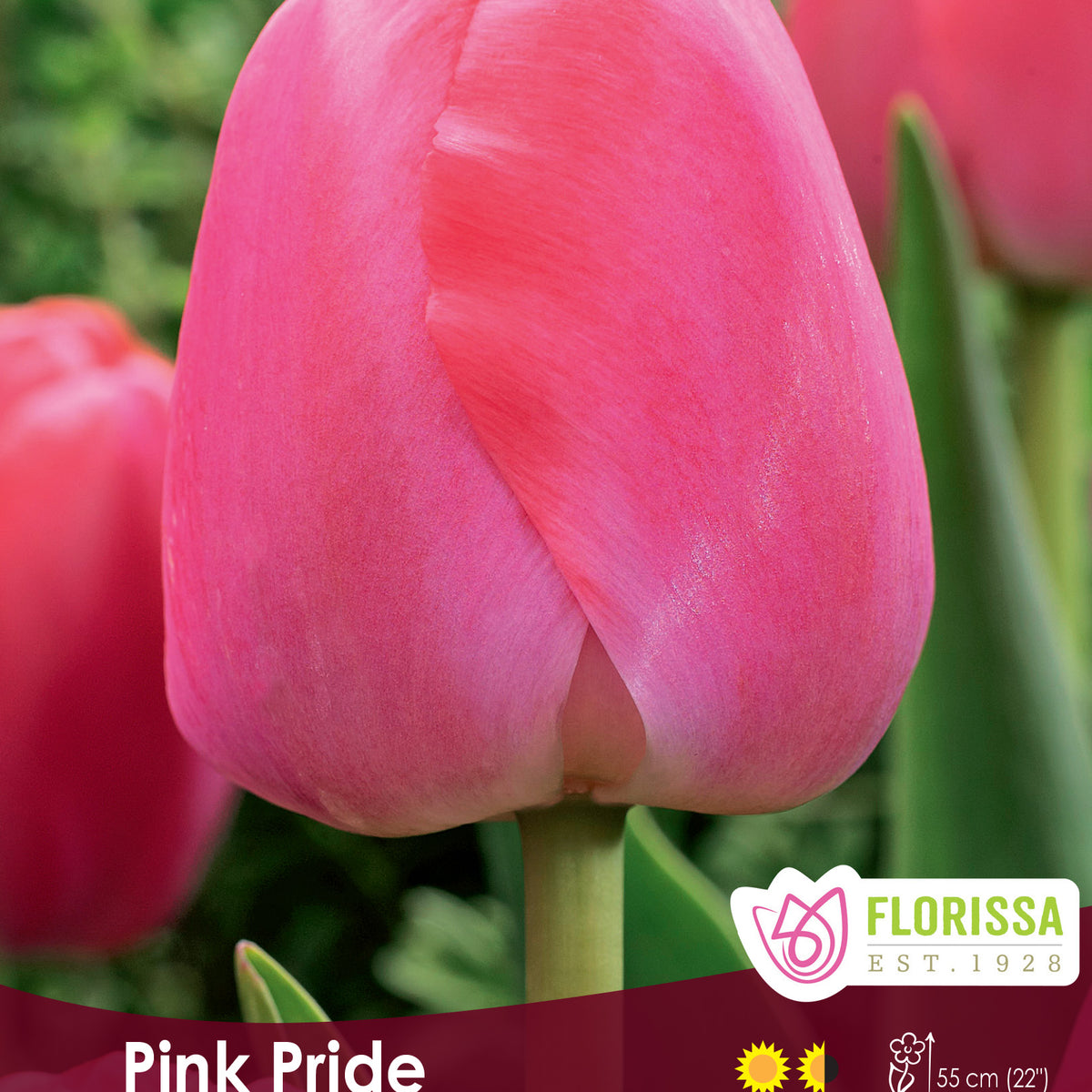 Tulip Darwin Hybrid - Pink Pride Bulk – Van Noort Bulb Co. Ltd.