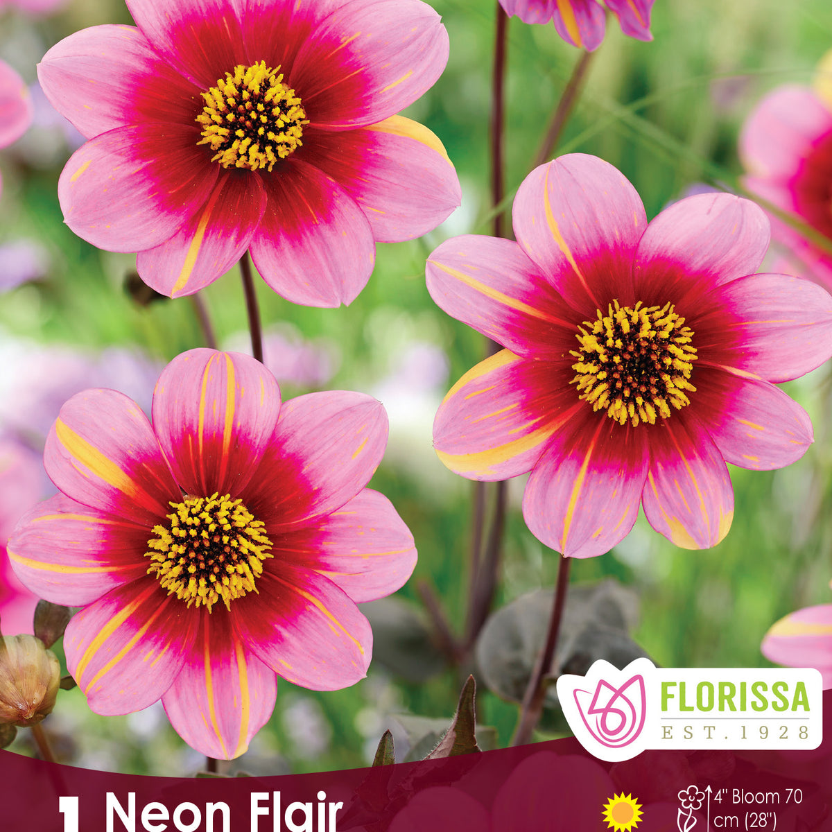 Dahlia Mignon - Neon Flair Bulk – Van Noort Bulb Co. Ltd.
