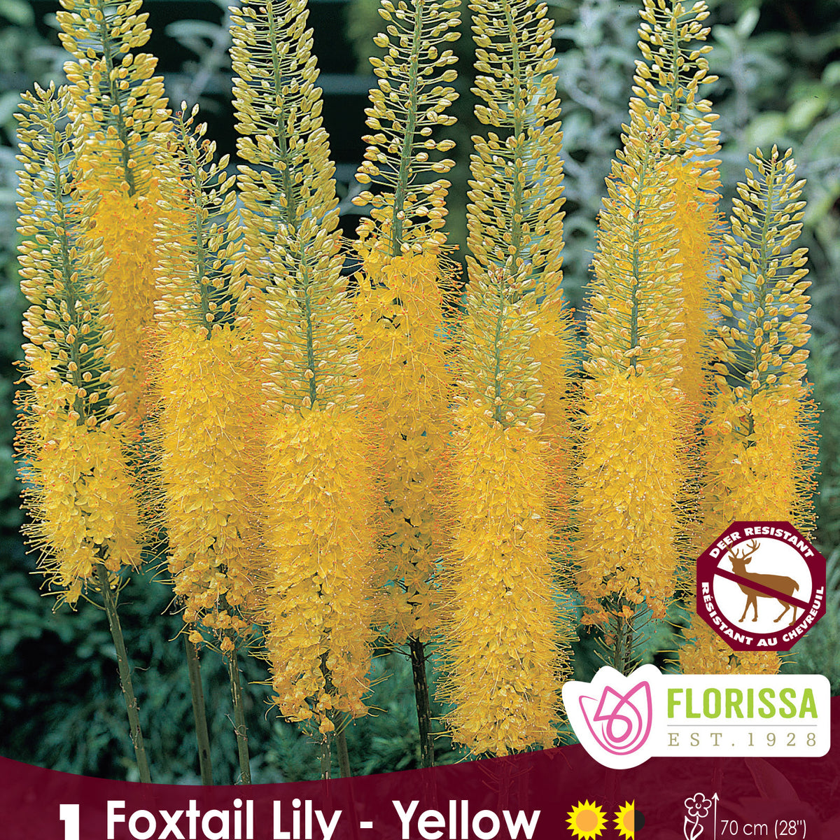 Eremurus - Yellow Retail Pkg – Van Noort Bulb Co. Ltd.