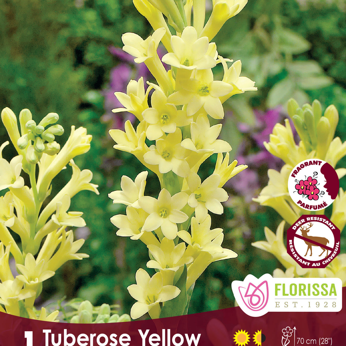 Tuberose - Yellow – Van Noort Bulb Co. Ltd.