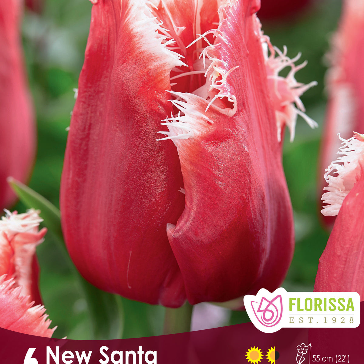 Tulip Fringed - New Santa Bulk – Van Noort Bulb Co. Ltd.
