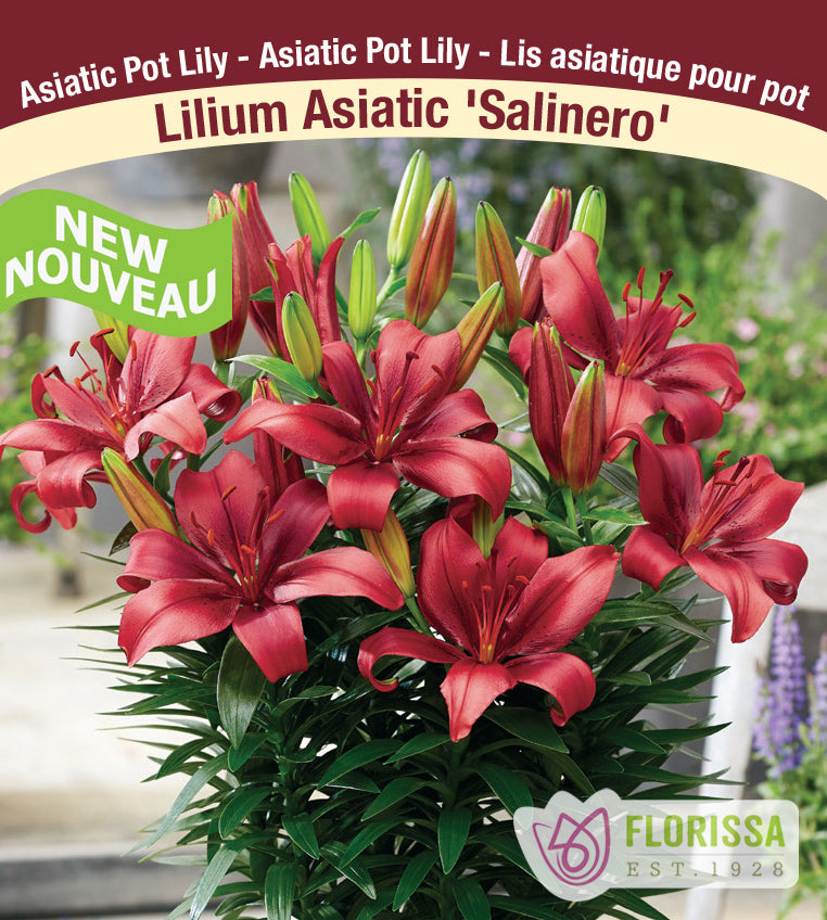Lilium Asiatic Pot - Salinero – Van Noort Bulb Co. Ltd.
