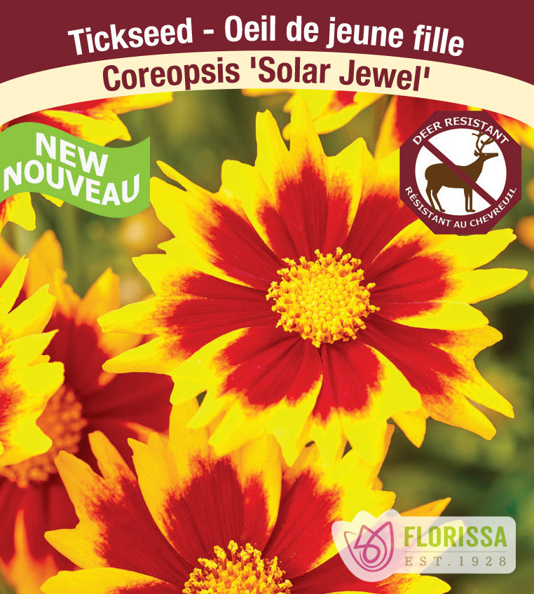 Coreopsis - Solar Jewel – Van Noort Bulb Co. Ltd.