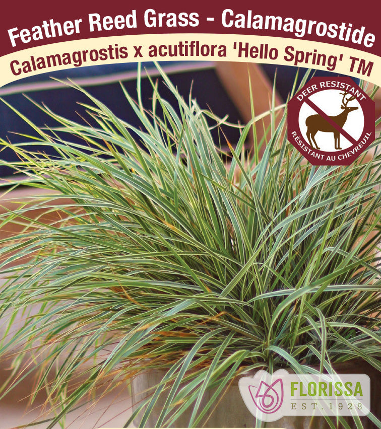 Calamagrostis - x acut. Hello Spring – Van Noort Bulb Co. Ltd.