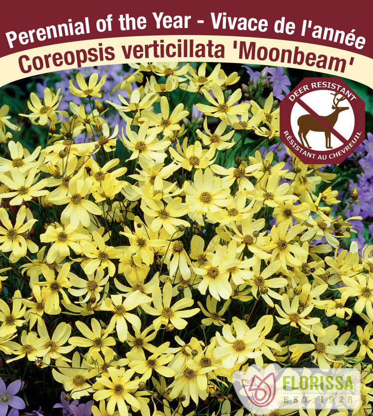 Coreopsis - verticillata Moonbeam – Van Noort Bulb Co. Ltd.