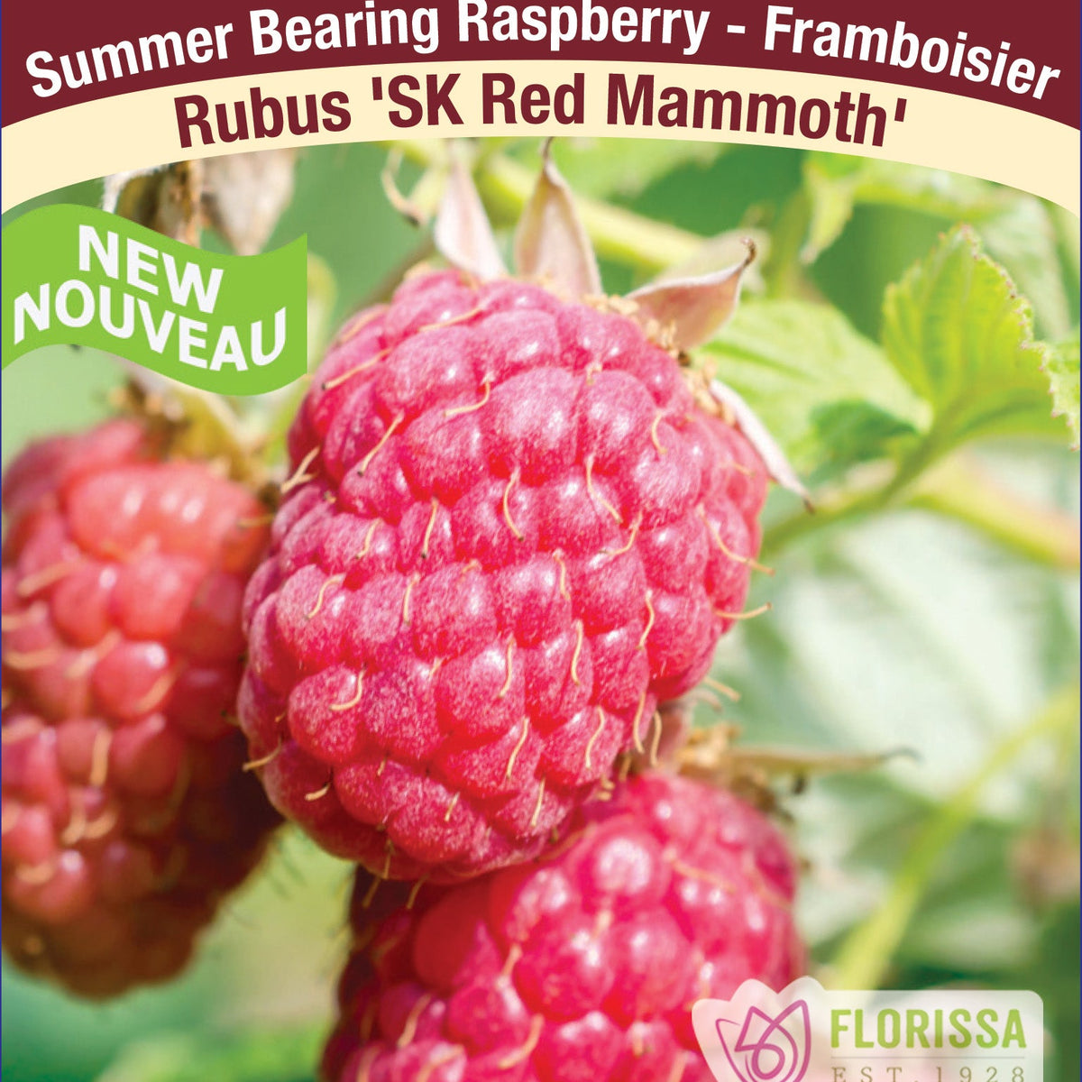 Raspberry Summer Bearing - SK Red Mammoth Bulk – Van Noort Bulb Co. Ltd.