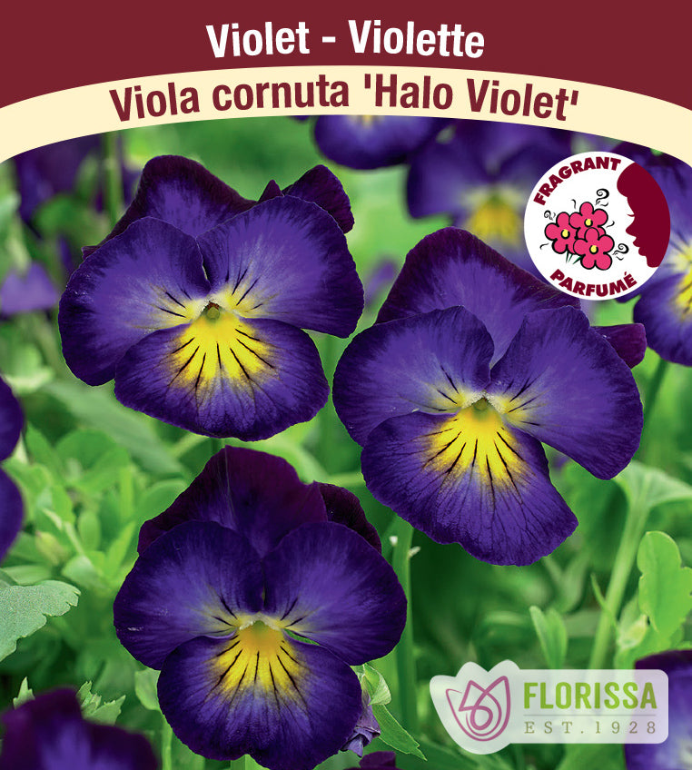 Viola - cornuta Halo Violet – Van Noort Bulb Co. Ltd.