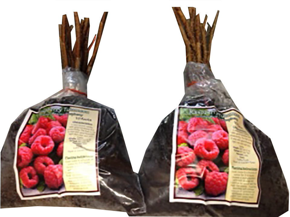 Raspberry Summer Bearing - Promo Pack – Van Noort Bulb Co. Ltd.