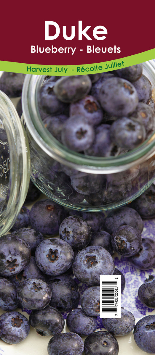 Blueberry - Duke Retail Pot – Van Noort Bulb Co. Ltd.