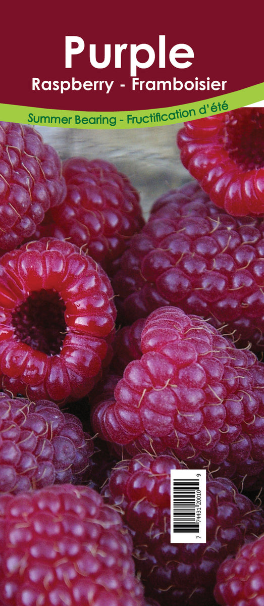 Raspberry Summer Bearing - Purple Retail Pot – Van Noort Bulb Co. Ltd.