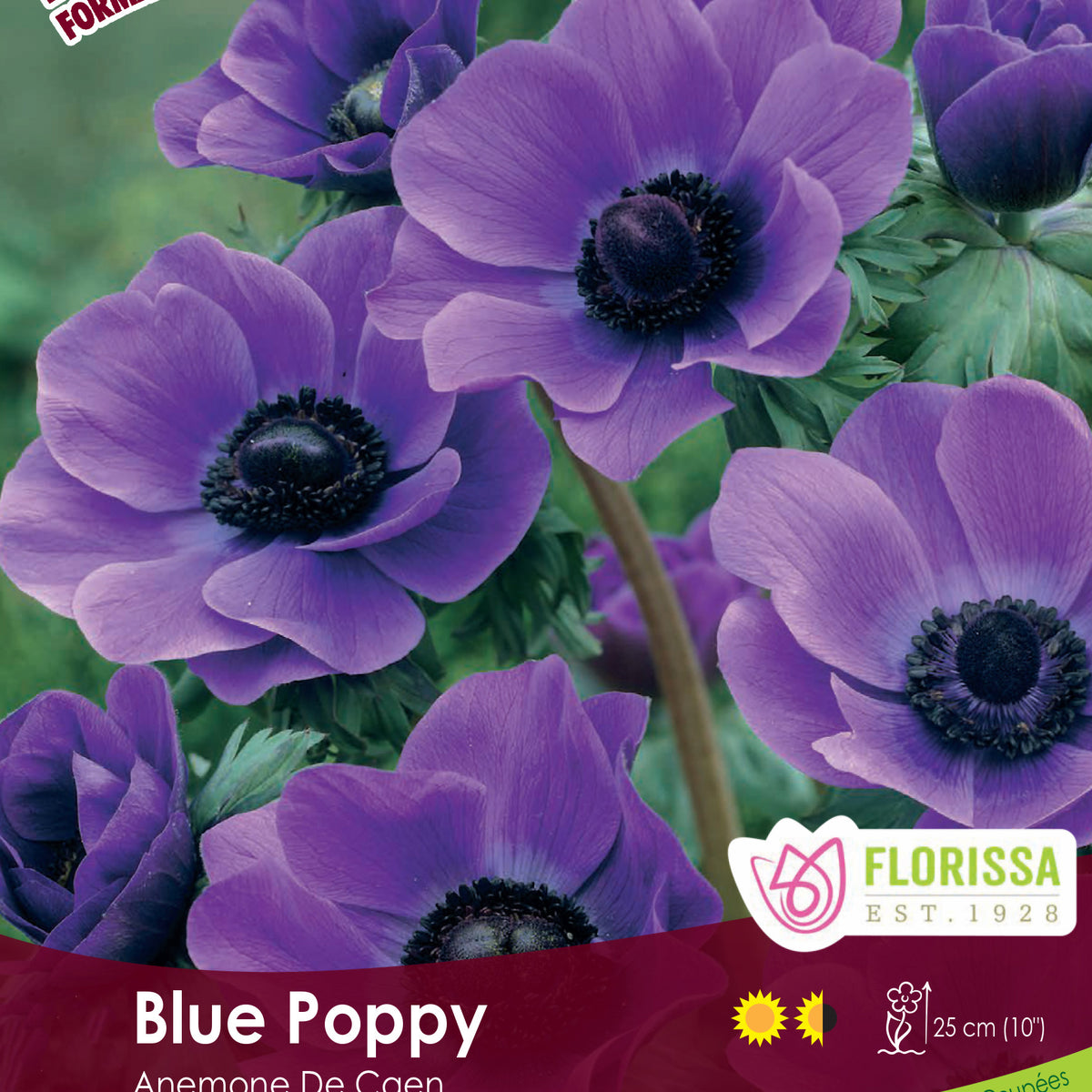 Bonus Pack Anemone - Blue Poppy – Van Noort Bulb Co. Ltd.