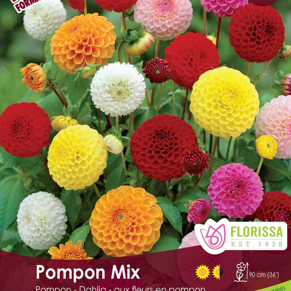 Bonus Pack - Dahlia Pompon Mix – Van Noort Bulb Co. Ltd.