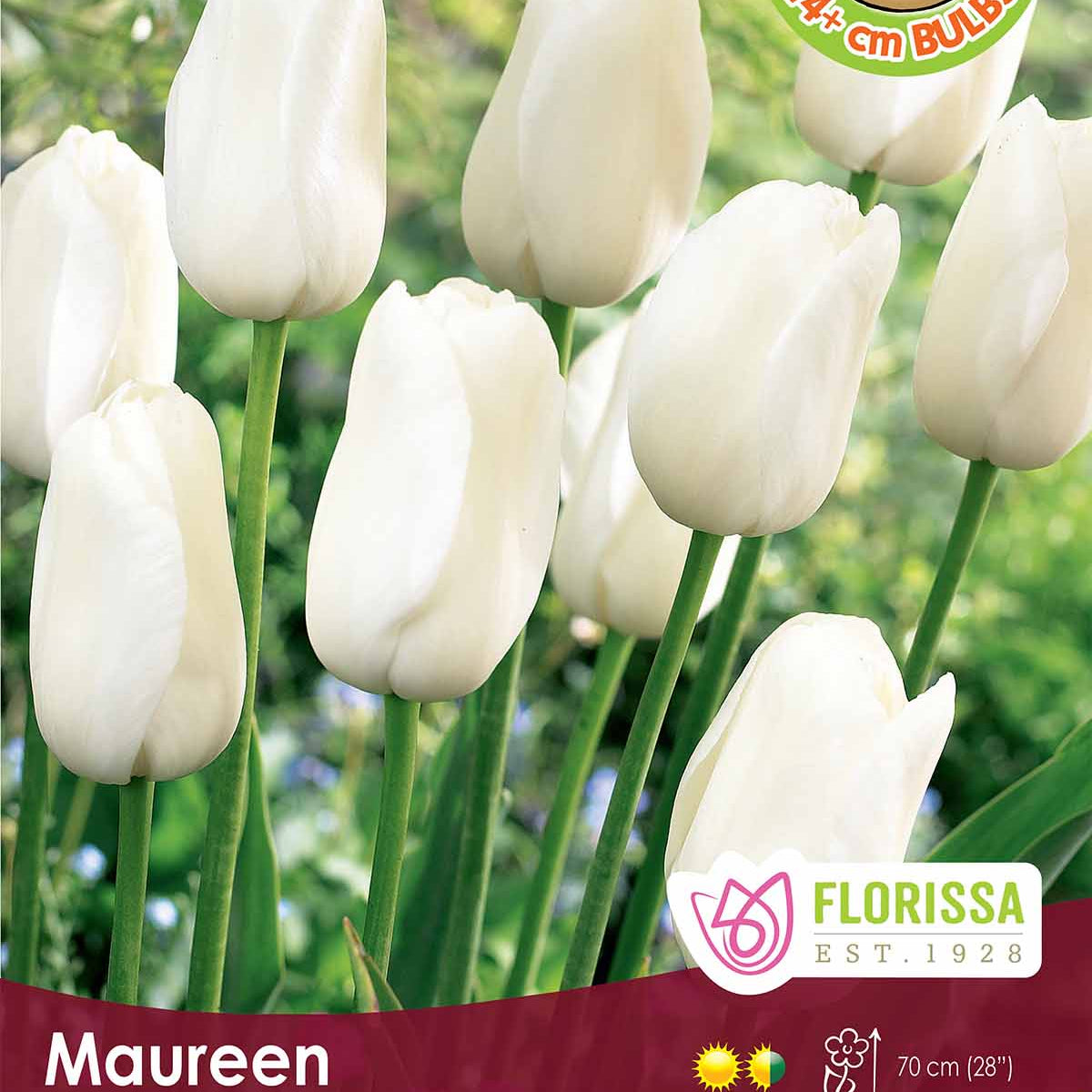 Tulip Single Late - Maureen Giant Bulbs in Trays – Van Noort Bulb Co. Ltd.