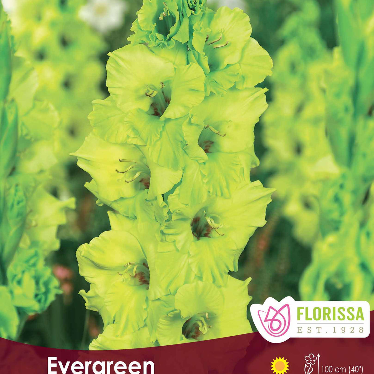 Gladiolus - Evergreen Bulk – Van Noort Bulb Co. Ltd.