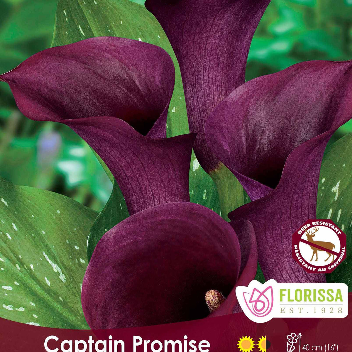 Calla Lily Zantedeschia - Captain Promise Bulk – Van Noort Bulb Co. Ltd.