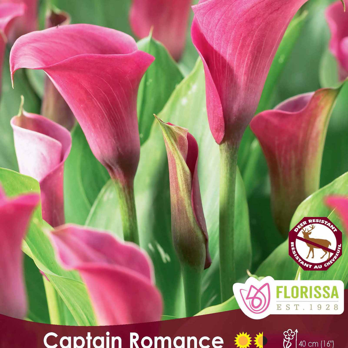 Calla Lily Zantedeschia - Captain Romance Bulk – Van Noort Bulb Co. Ltd.