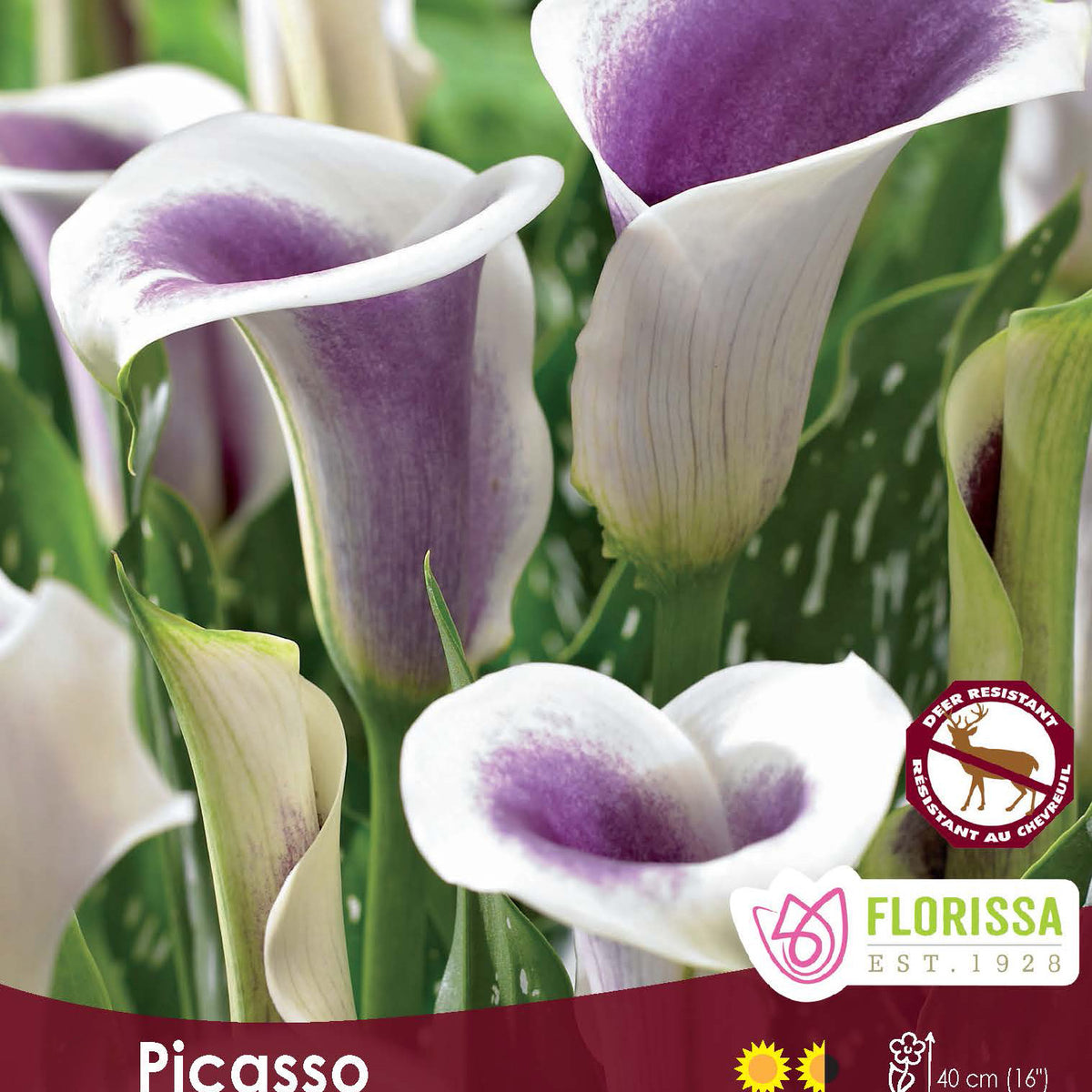 Calla Lily Zantedeschia - Picasso Retail Pkg – Van Noort Bulb Co. Ltd.